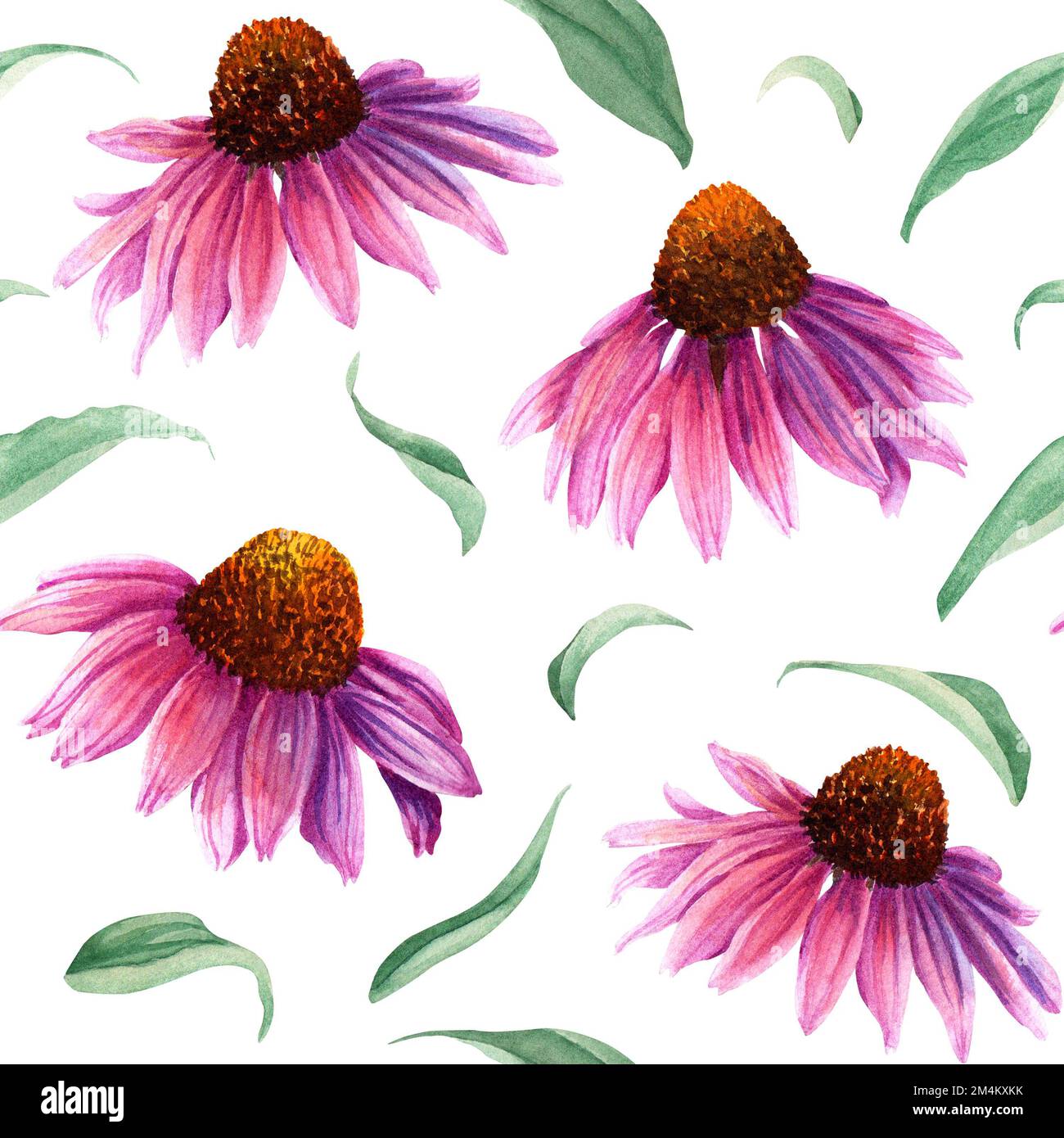 Seamlesss pattern with herb flower Coneflower, Echinacea. Watercolor ...