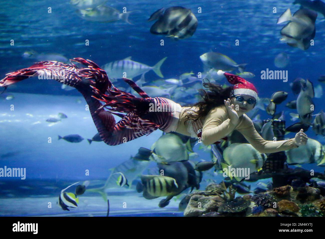 Manila, Philippines. 22nd Dec, 2022. A diver dressed as a mermaid with ...