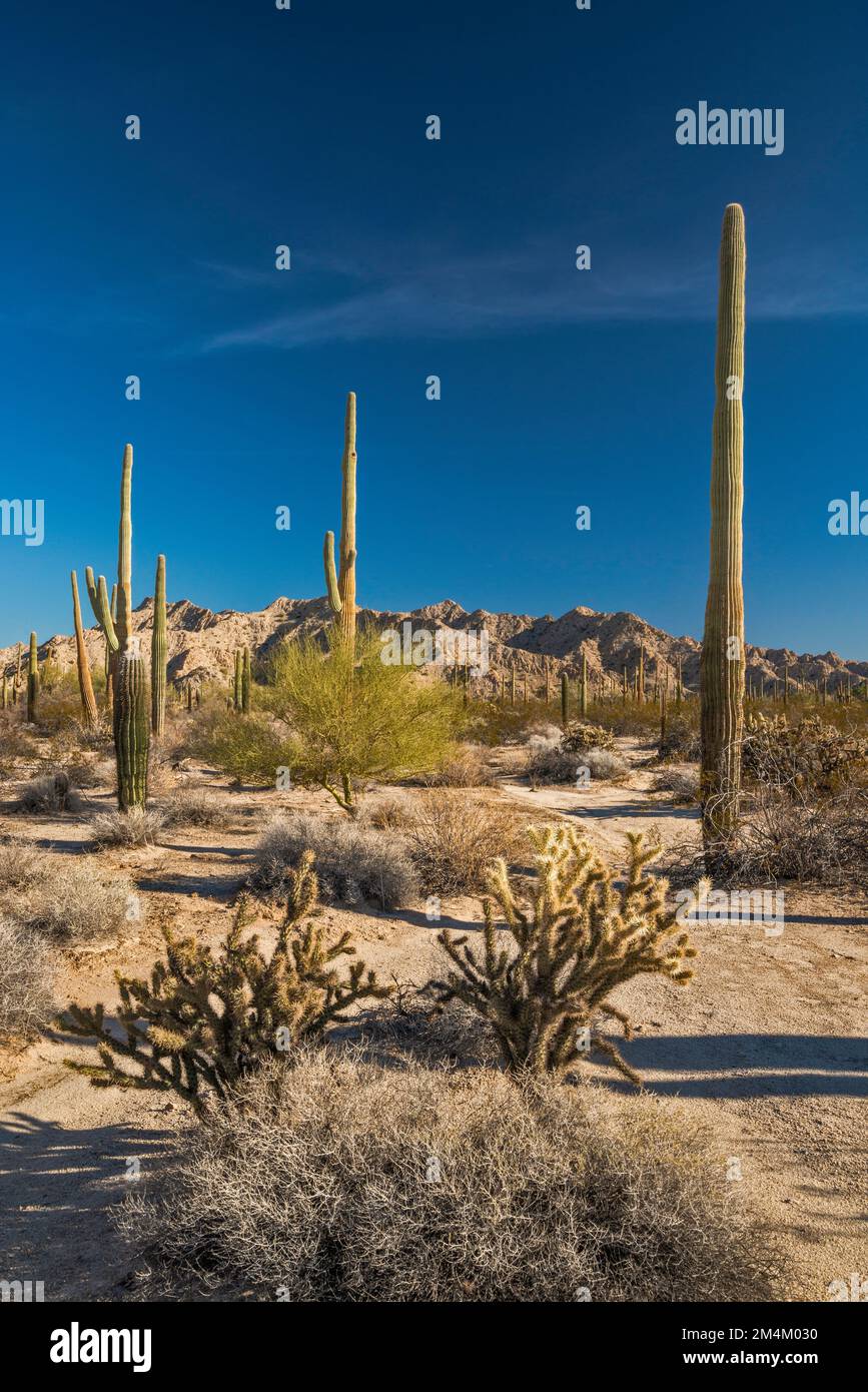 Chollas, saguaros, Cabeza Prieta Mountains, Lechuguilla Desert, El ...