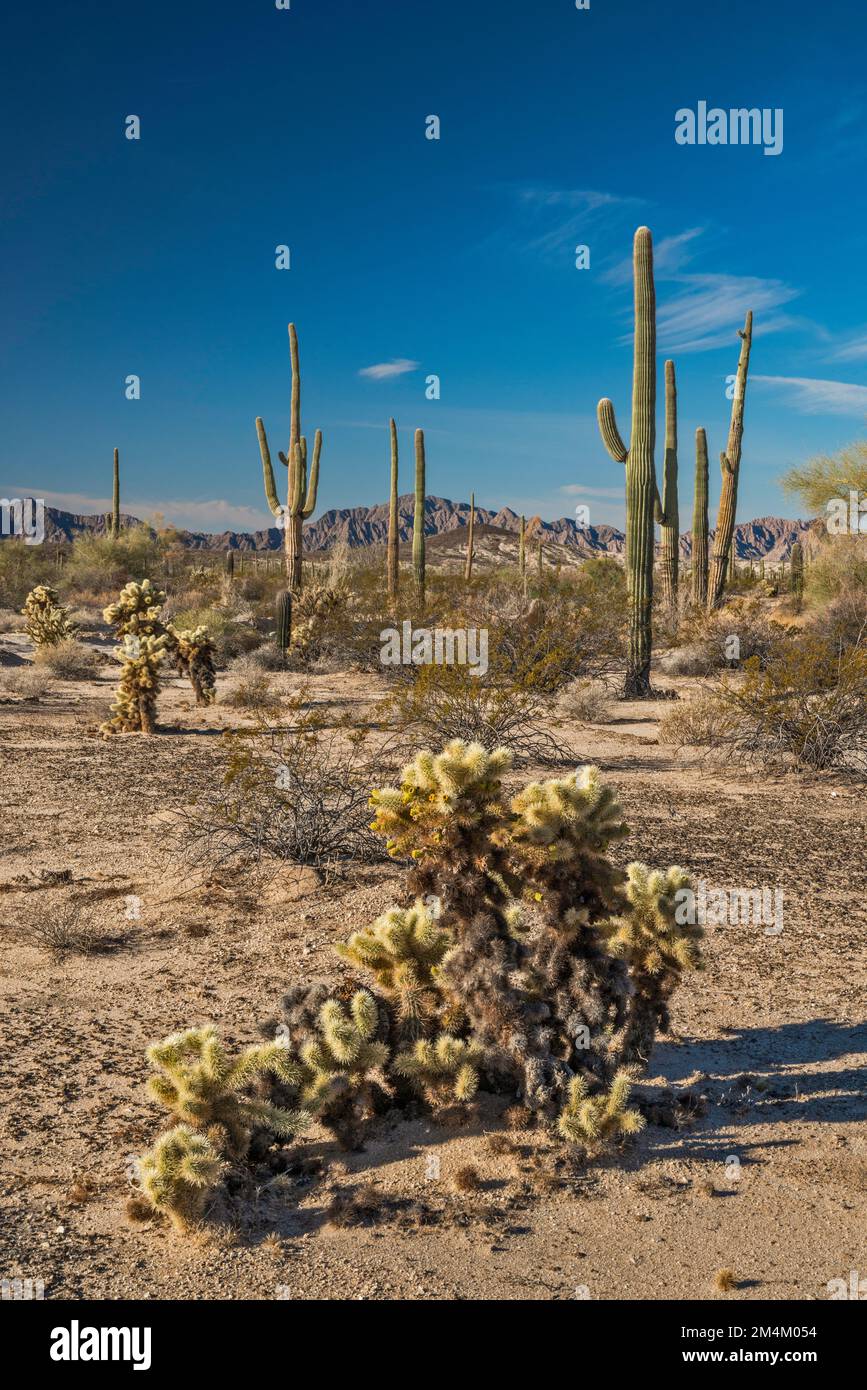 Teddy bear cholla, giant saguaros, Cabeza Prieta Mountains, Lechuguilla ...