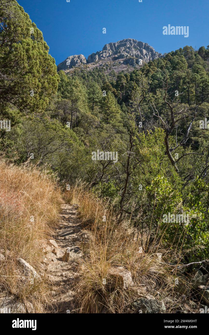 Mount Wrightson, view from Super Trail, over Madera Canyon, Santa Rita ...