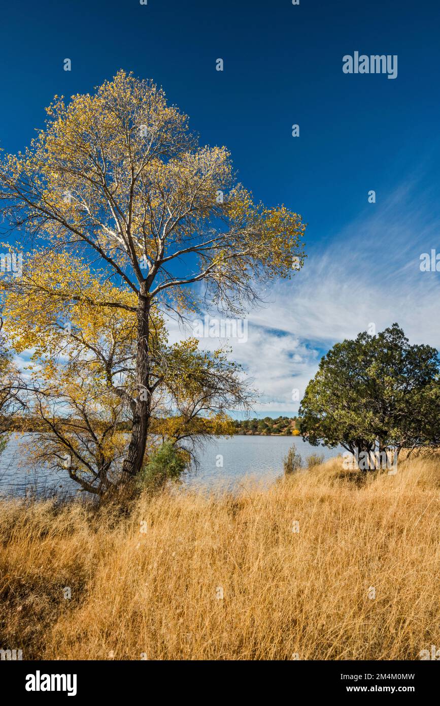 Cottonwood tree in fall foliage at Parker Canyon Lake, Lakeview ...