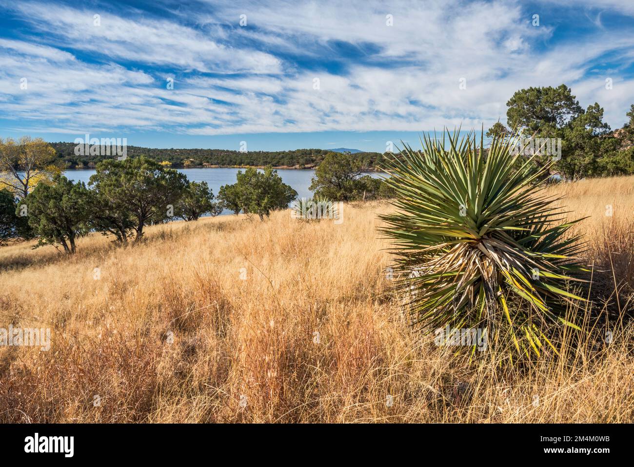 Soaptree yucca, Parker Canyon Lake, Lakeview Campground, Huachuca ...