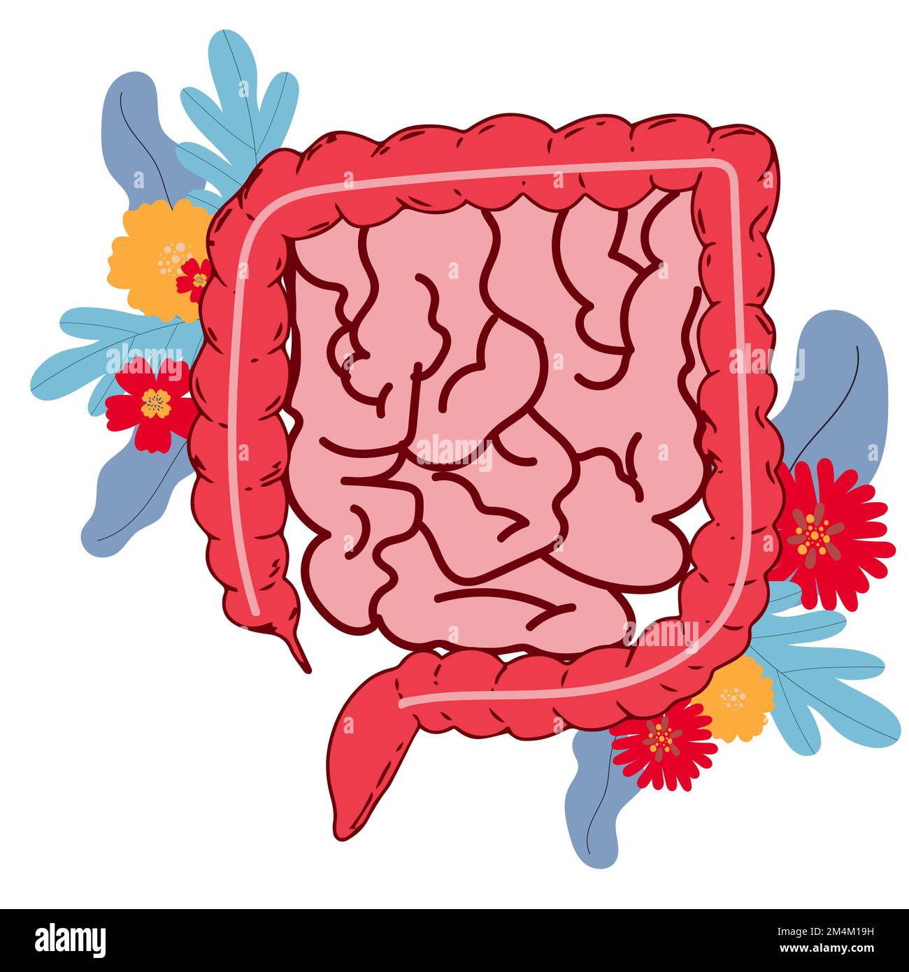 Realistic flat vector illustration of small and large intestine. Human ...