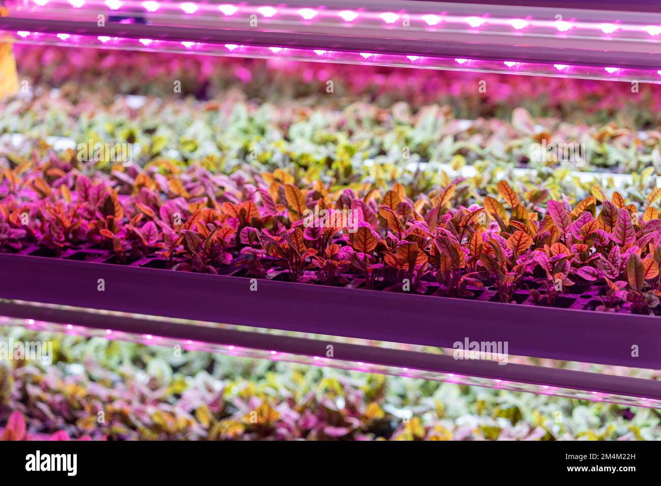 Indoor vertical farm shelves hi-res stock photography and images - Alamy