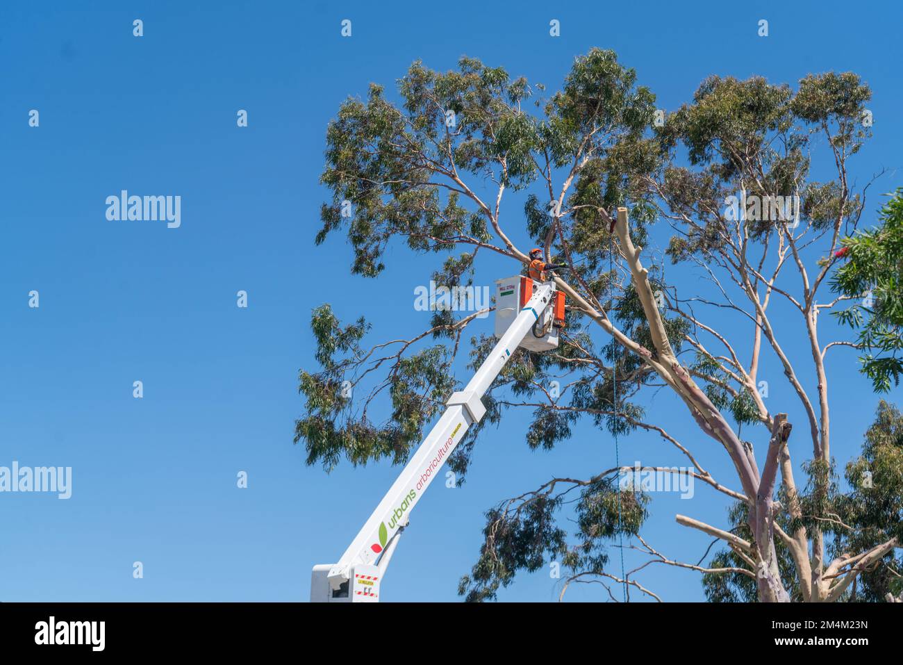 Tree surgery cherry picker hi-res stock photography and images - Alamy