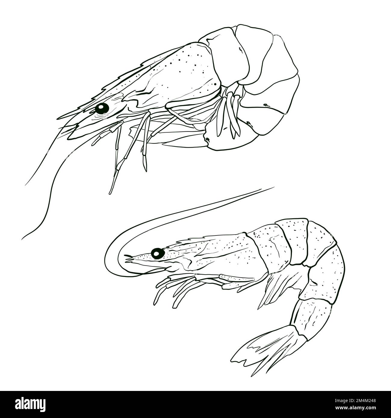Shrimp hand drawing illustration. Isolated on white background. Seafood ...