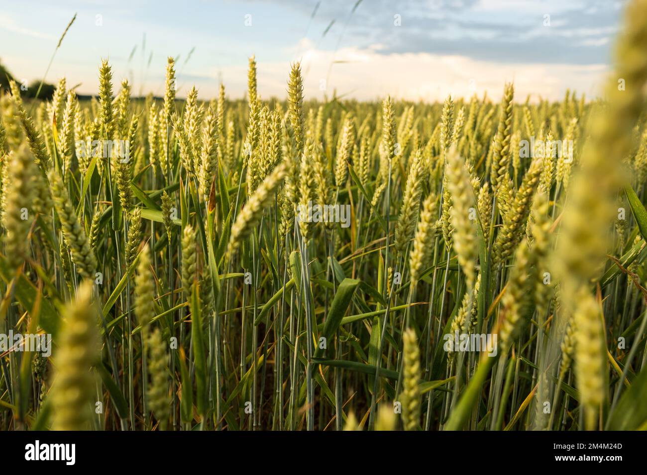 Ears common wheat bread hi-res stock photography and images - Alamy