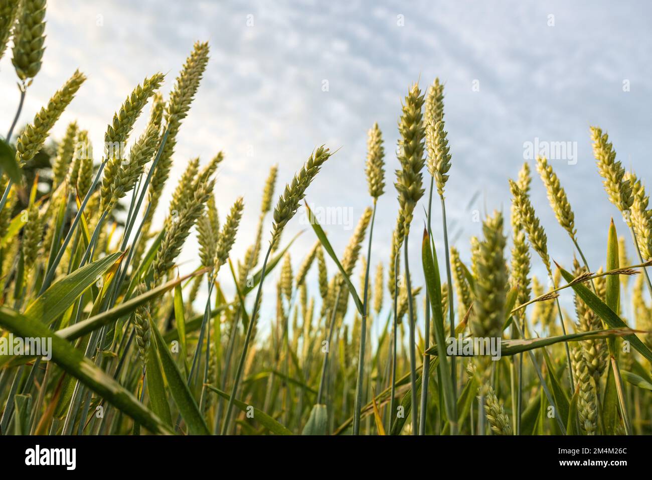 Common wheat ears in agricultural field Stock Photo - Alamy