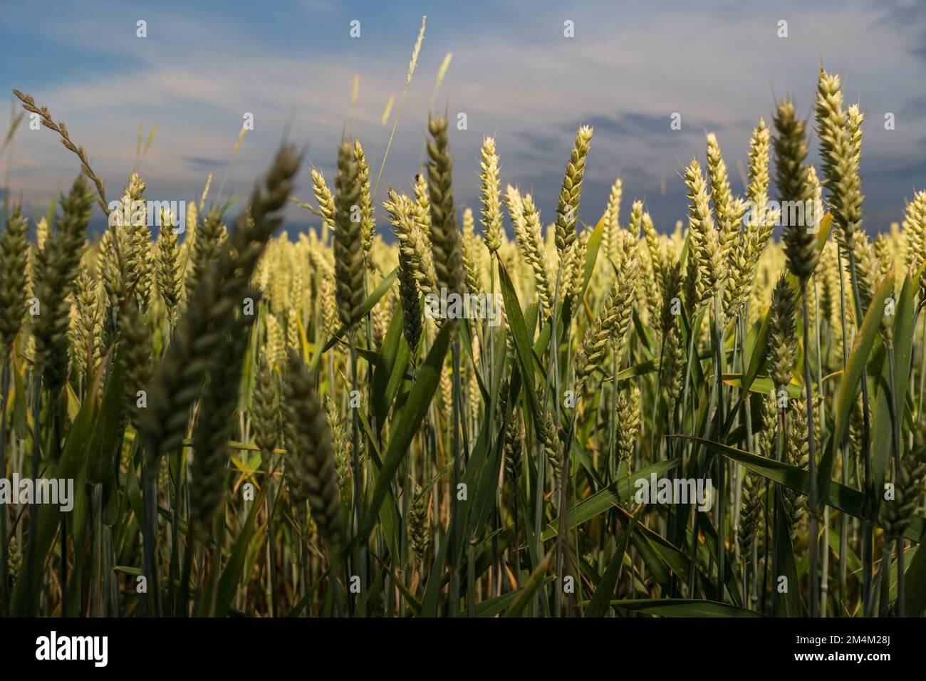 Common wheat bread wheat triticum hi-res stock photography and images ...
