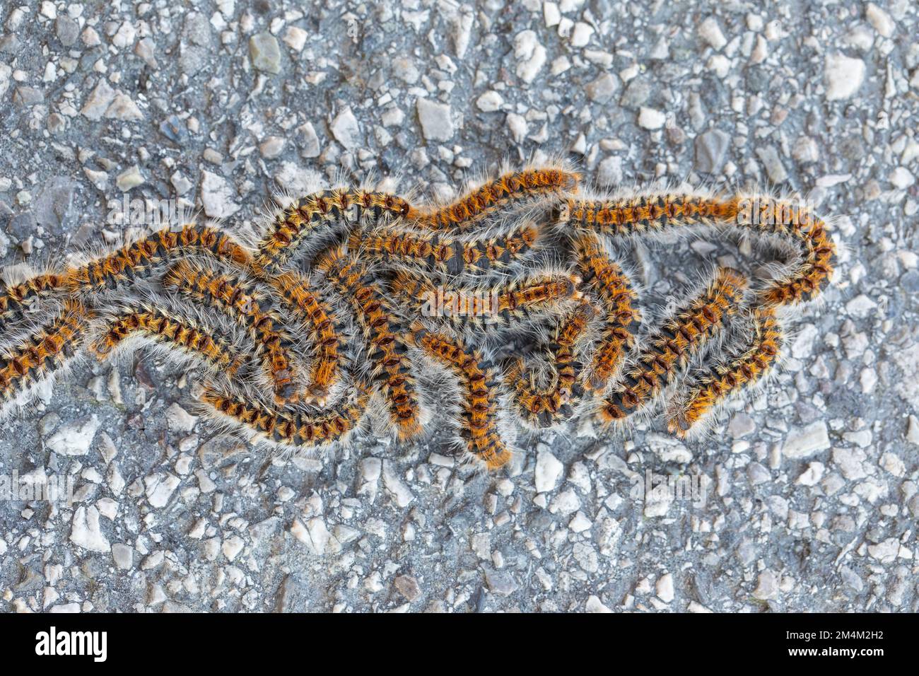 Rovigo, ITALY - April 24, 2021: Larvae of Thaumetopoea pityocampa, the ...