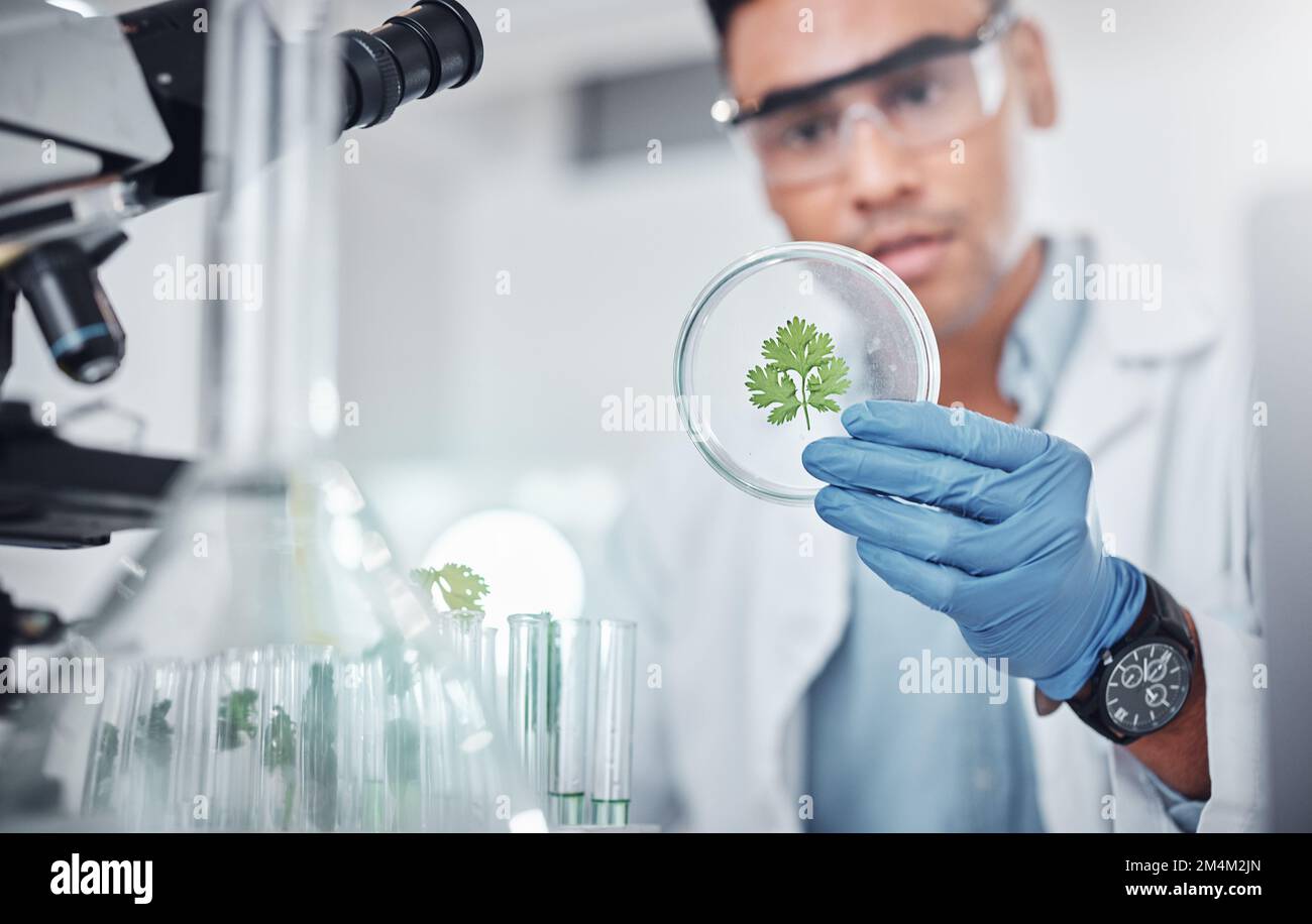 Hand, science and plant sample with a man doctor working in a ...