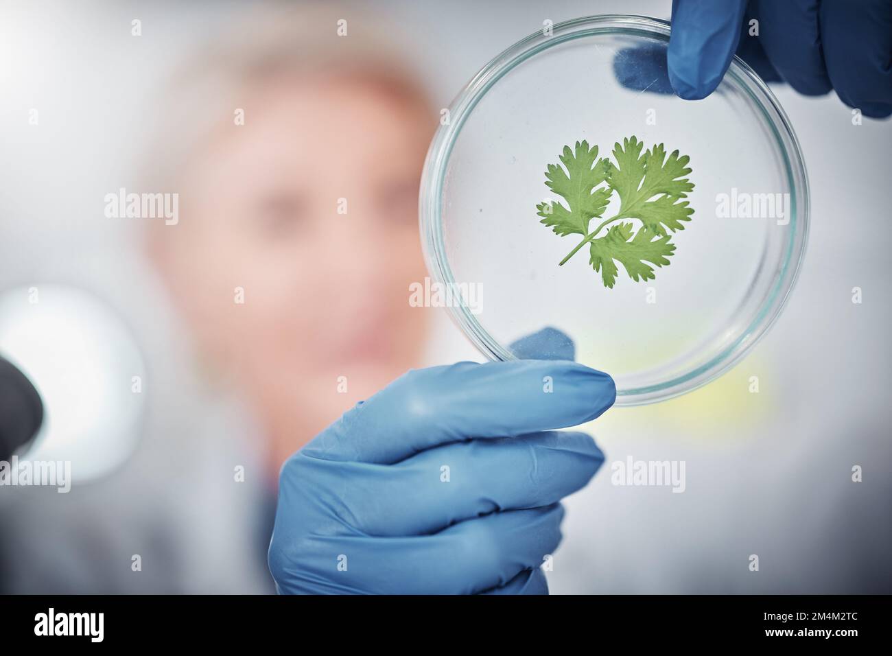 Science, research and plant sample with a doctor woman at work in a ...