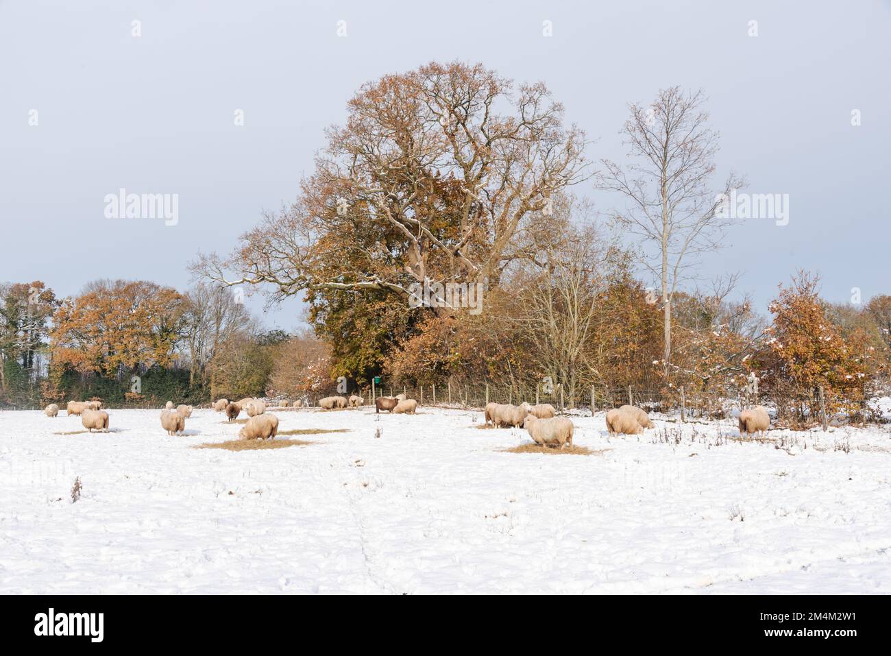 Fleece covered sheep hi-res stock photography and images - Alamy