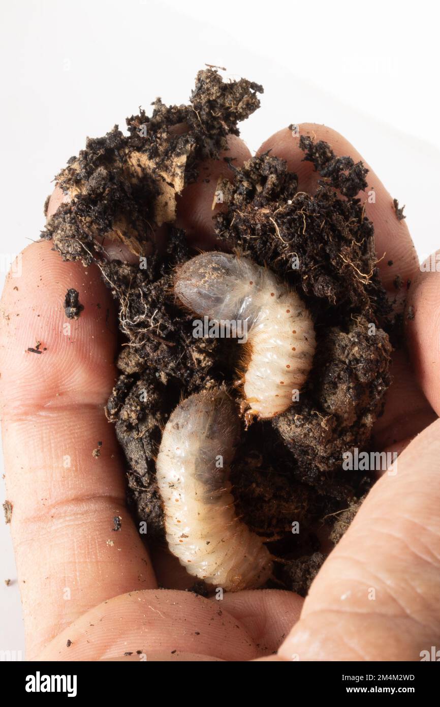 Chafer beetle larvae hi-res stock photography and images - Alamy