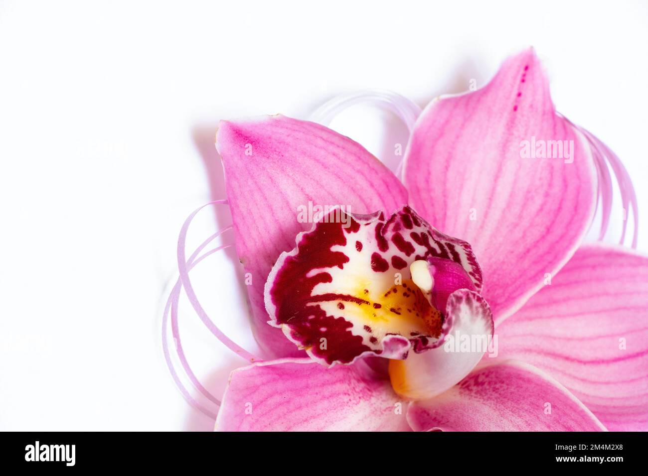 single wild orchid flower closeup background on white Stock Photo - Alamy