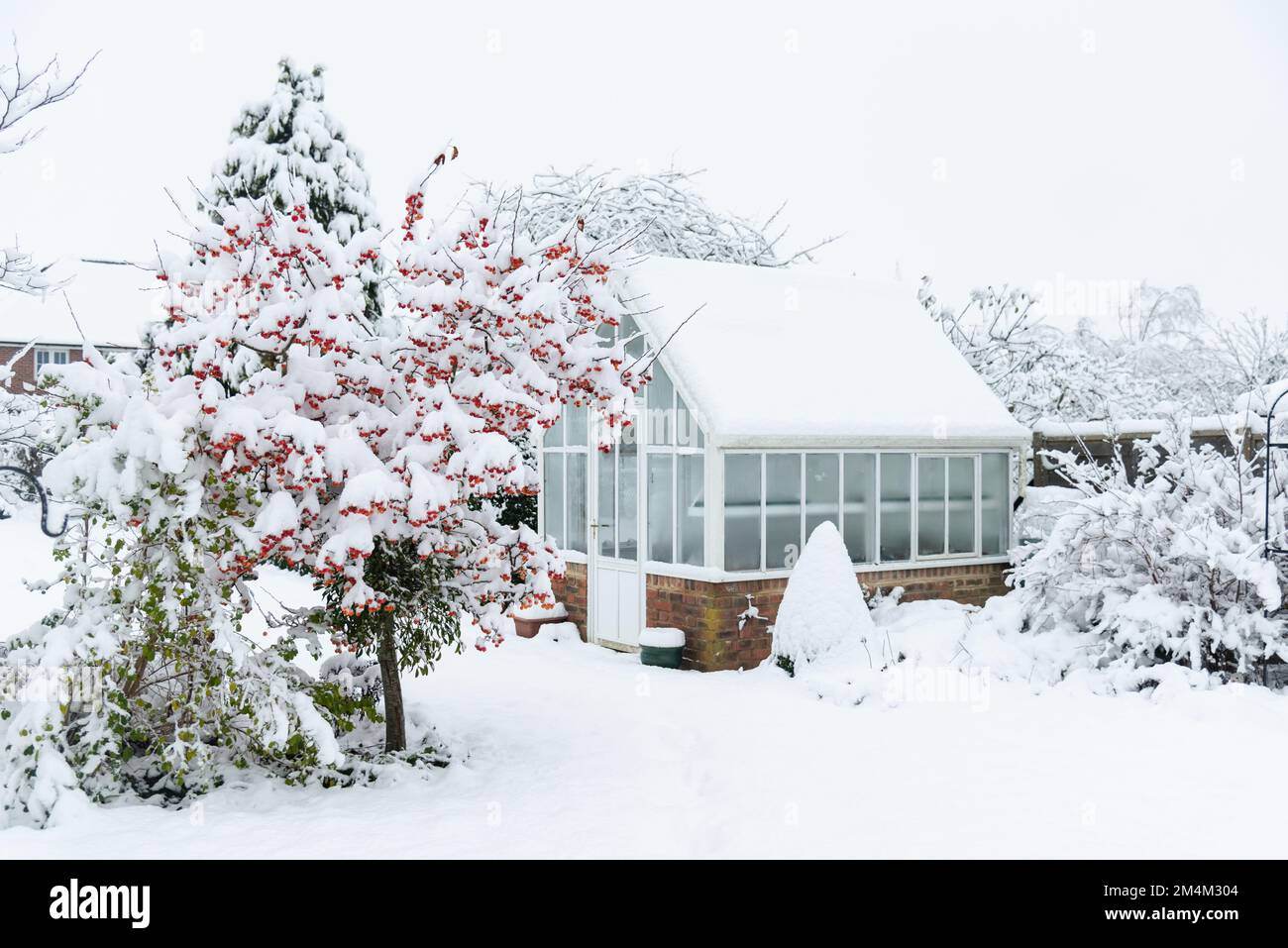 Snow covered garden with Crab apple, Malus Evereste Stock Photo - Alamy