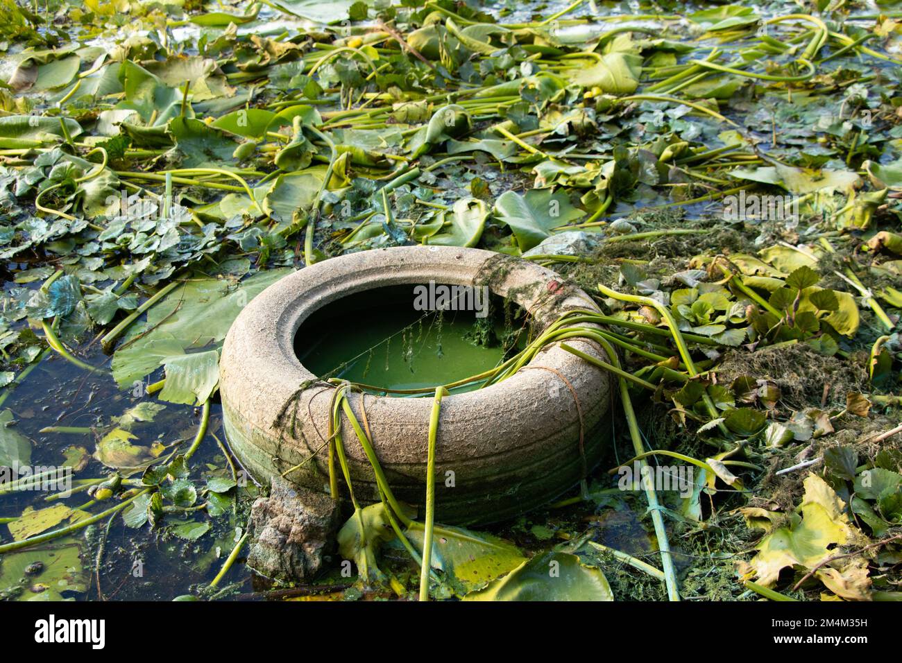 old car tire lies in the river in the seaweed on the banks of the ...