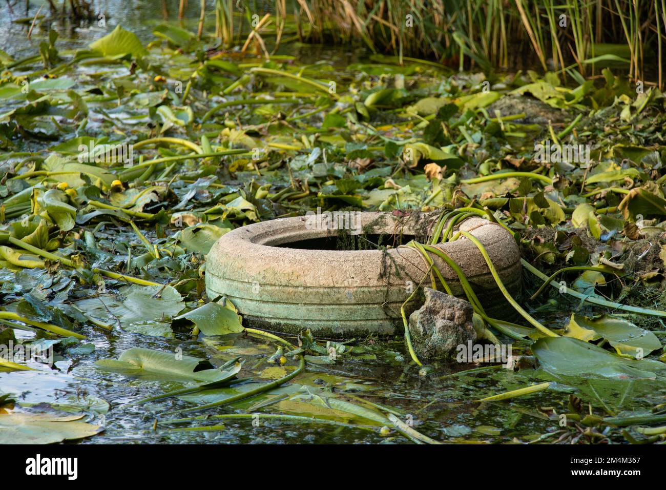 old car tire lies in the river in the seaweed on the banks of the ...