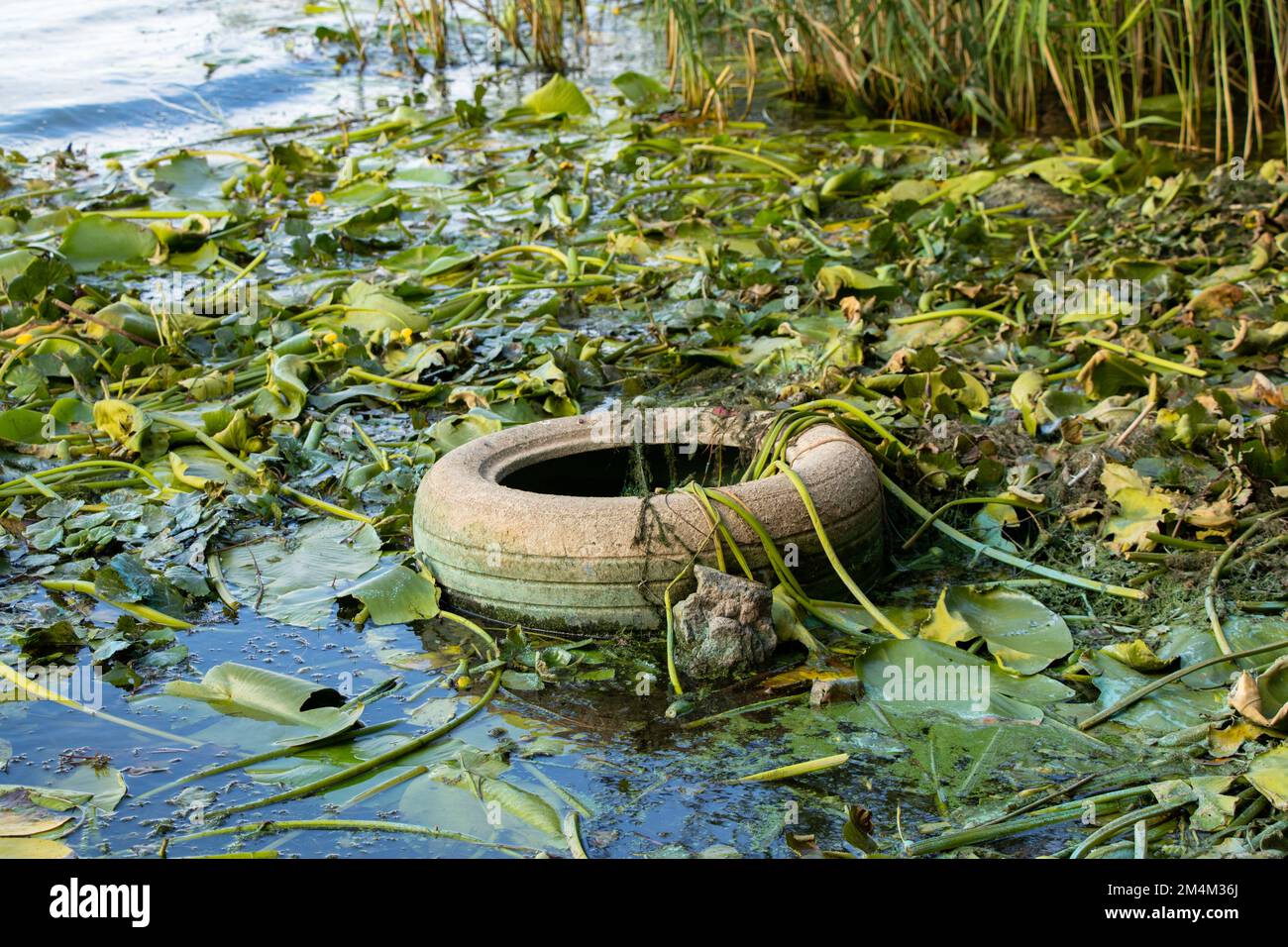 old car tire lies in the river in the seaweed on the banks of the ...