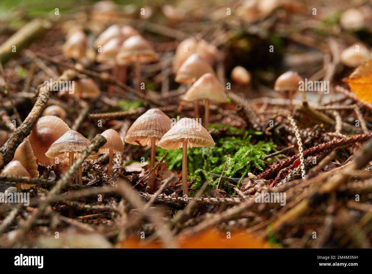 Bleeding Fairy Helmet (Mycena haematopus) Mushroom on the forest floor ...
