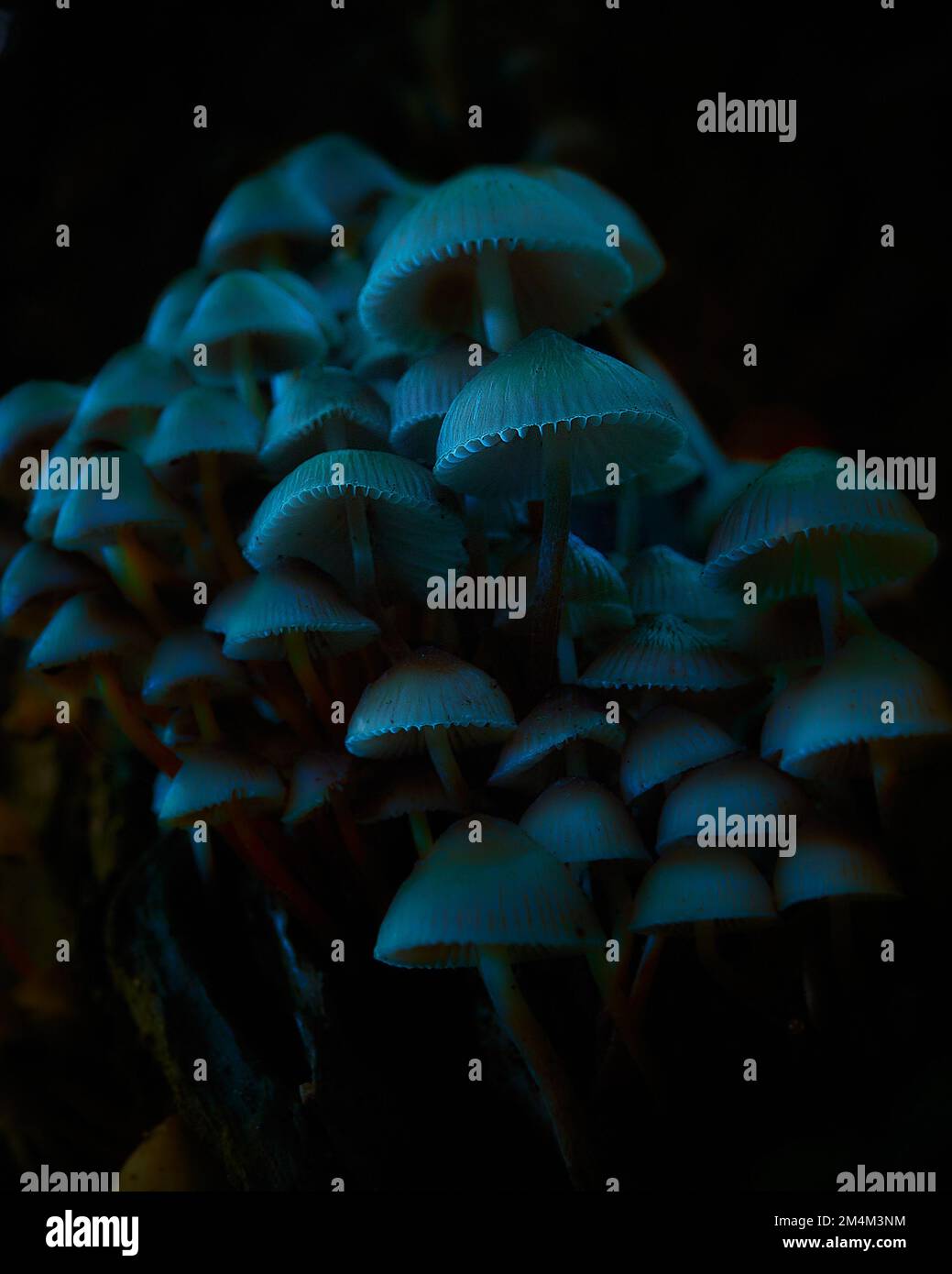 Bleeding Fairy Helmet (Mycena haematopus) Mushroom Stock Photo - Alamy