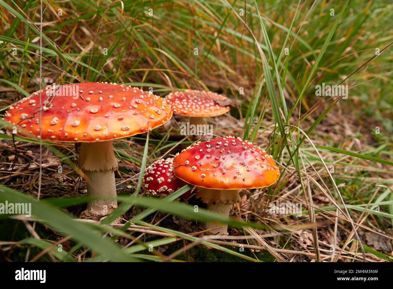 Fly agaric or fly amanita Mushroom (Amanita muscaria) on the forest ...