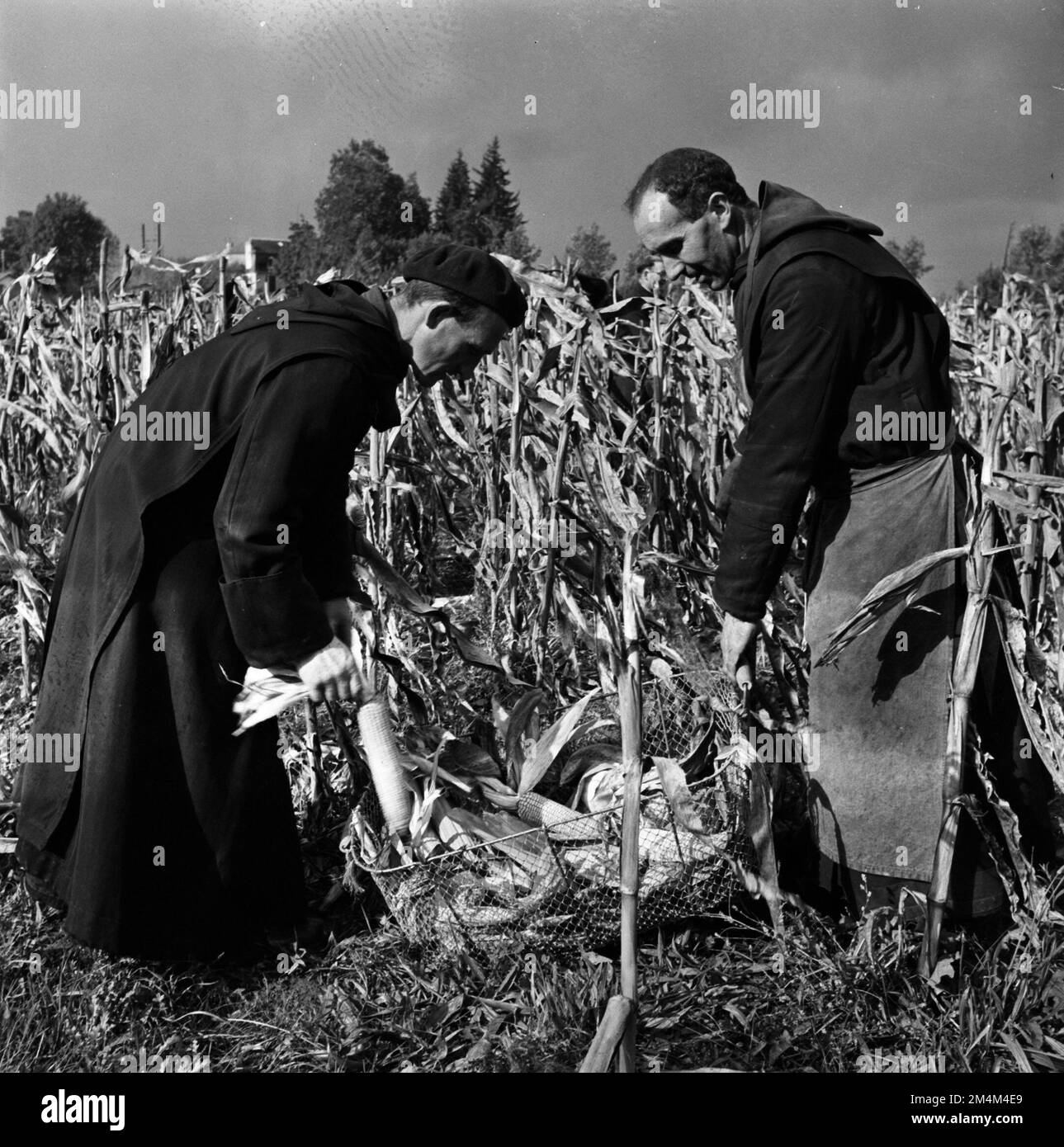 Hybrid Corn - Visit to the Madeleine Farm Near Pau. Photographs of ...