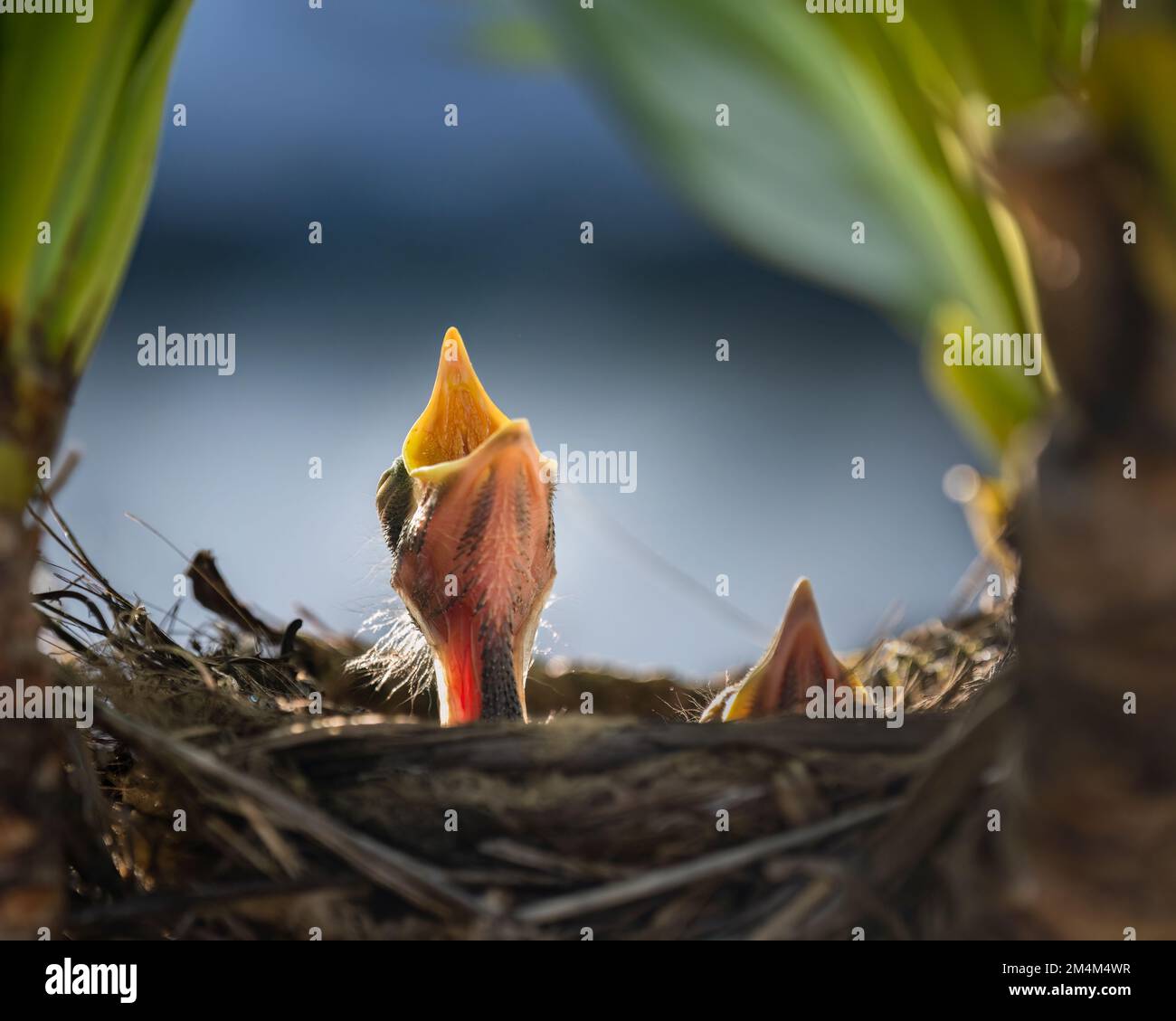 Hungry baby birds open mouth widely and cry for mother to feed them ...