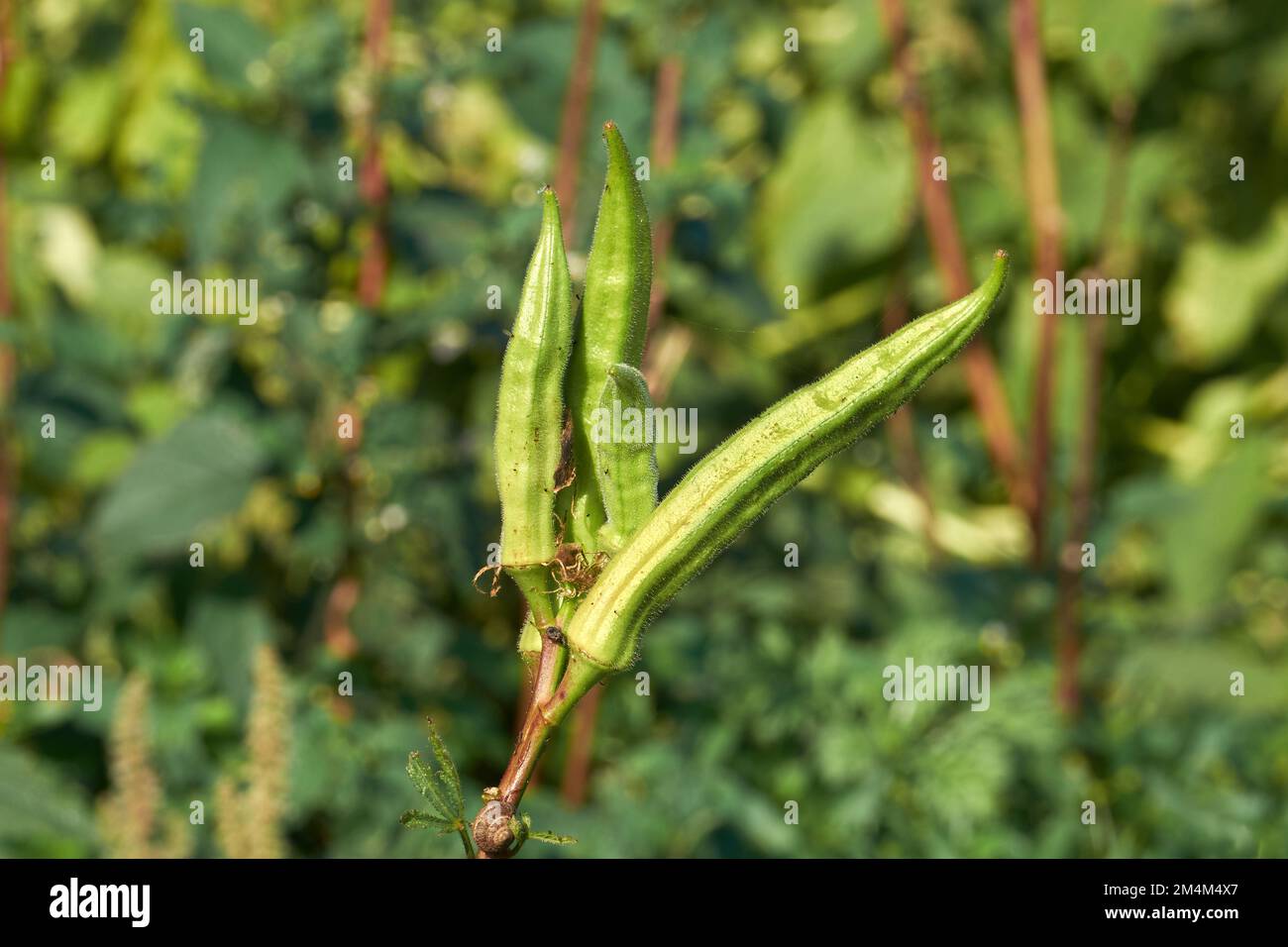 Okra fruits hi-res stock photography and images - Alamy
