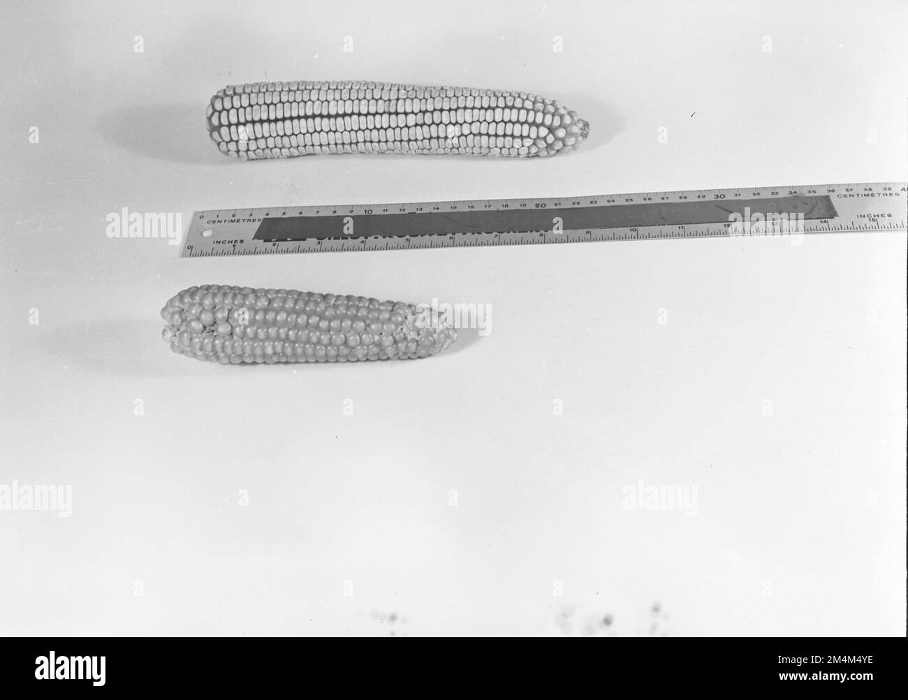 Technical Assistance - Hydbrid Corn. Photographs of Marshall Plan ...