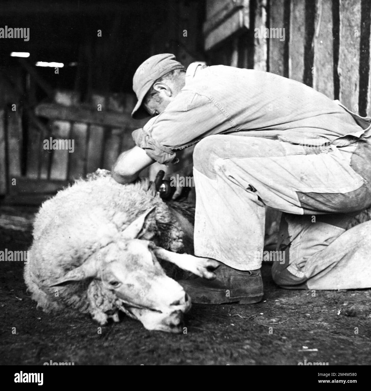 Cattle. Photographs of Marshall Plan Programs, Exhibits, and Personnel ...