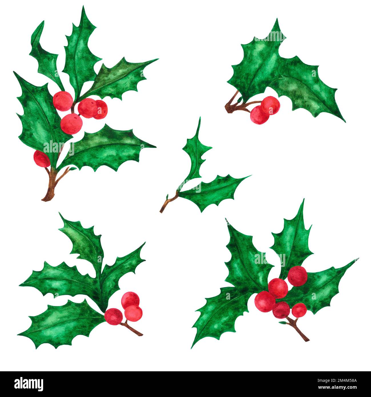 Hand drawn watercolor holly twig. Christmass and New Year symbol ...