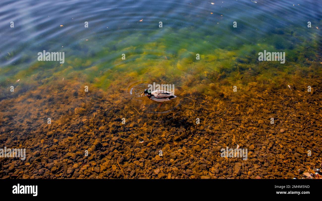 A cute duck swimming in a shallow river on a sunny day Stock Photo - Alamy
