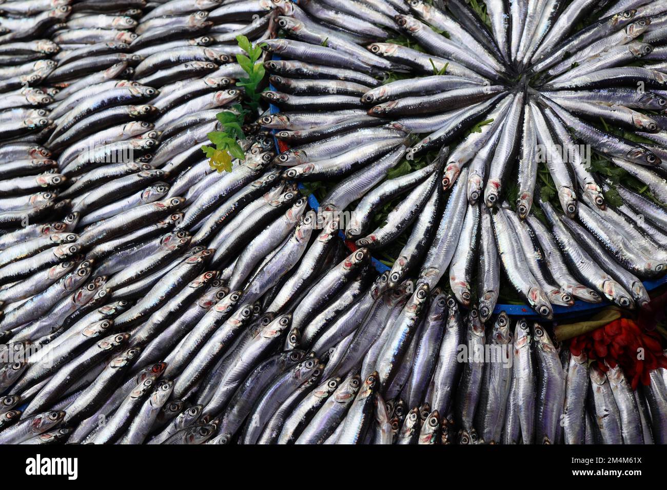 Silver anchovy hi-res stock photography and images - Alamy