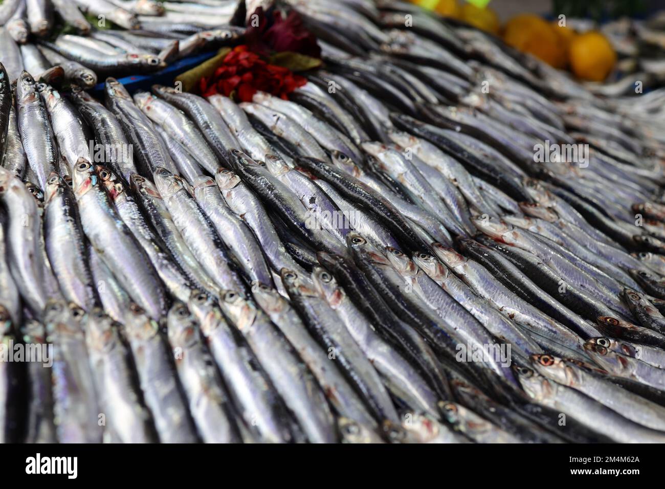 anchovy in the fish market Stock Photo - Alamy