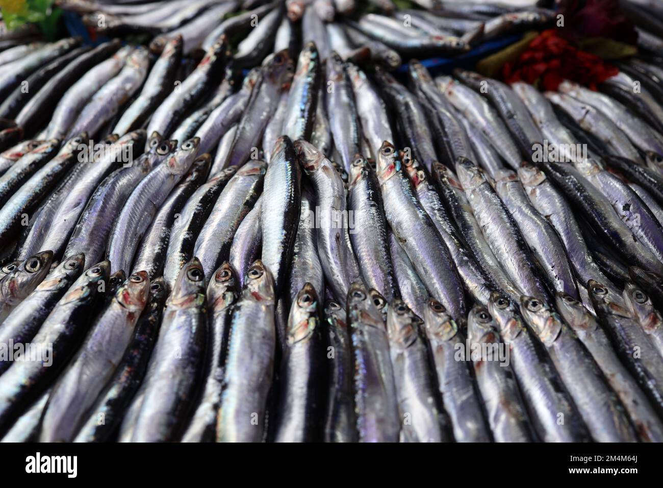 Anchovy texture hi-res stock photography and images - Alamy