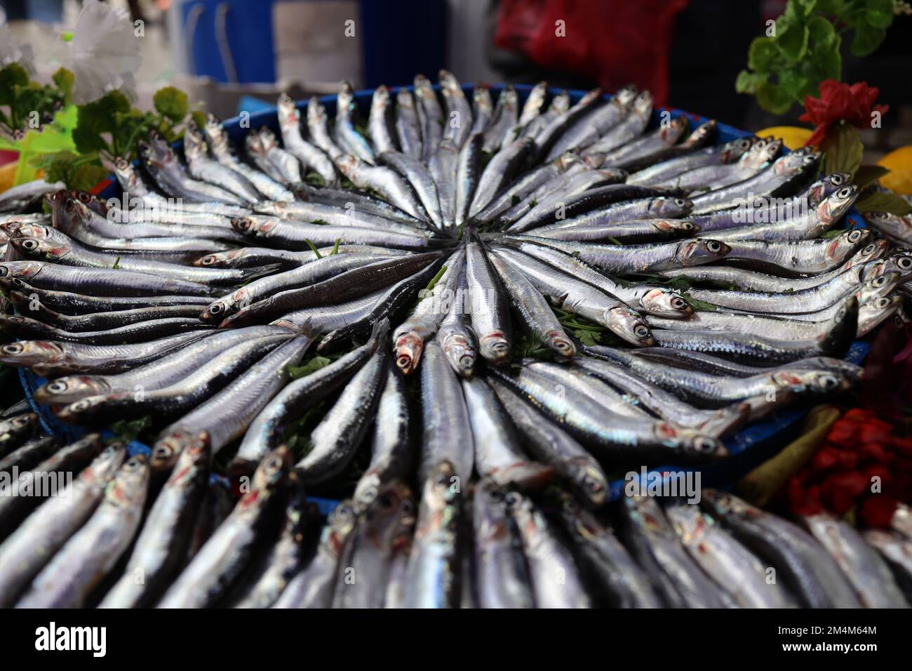 anchovy in the fish market Stock Photo - Alamy