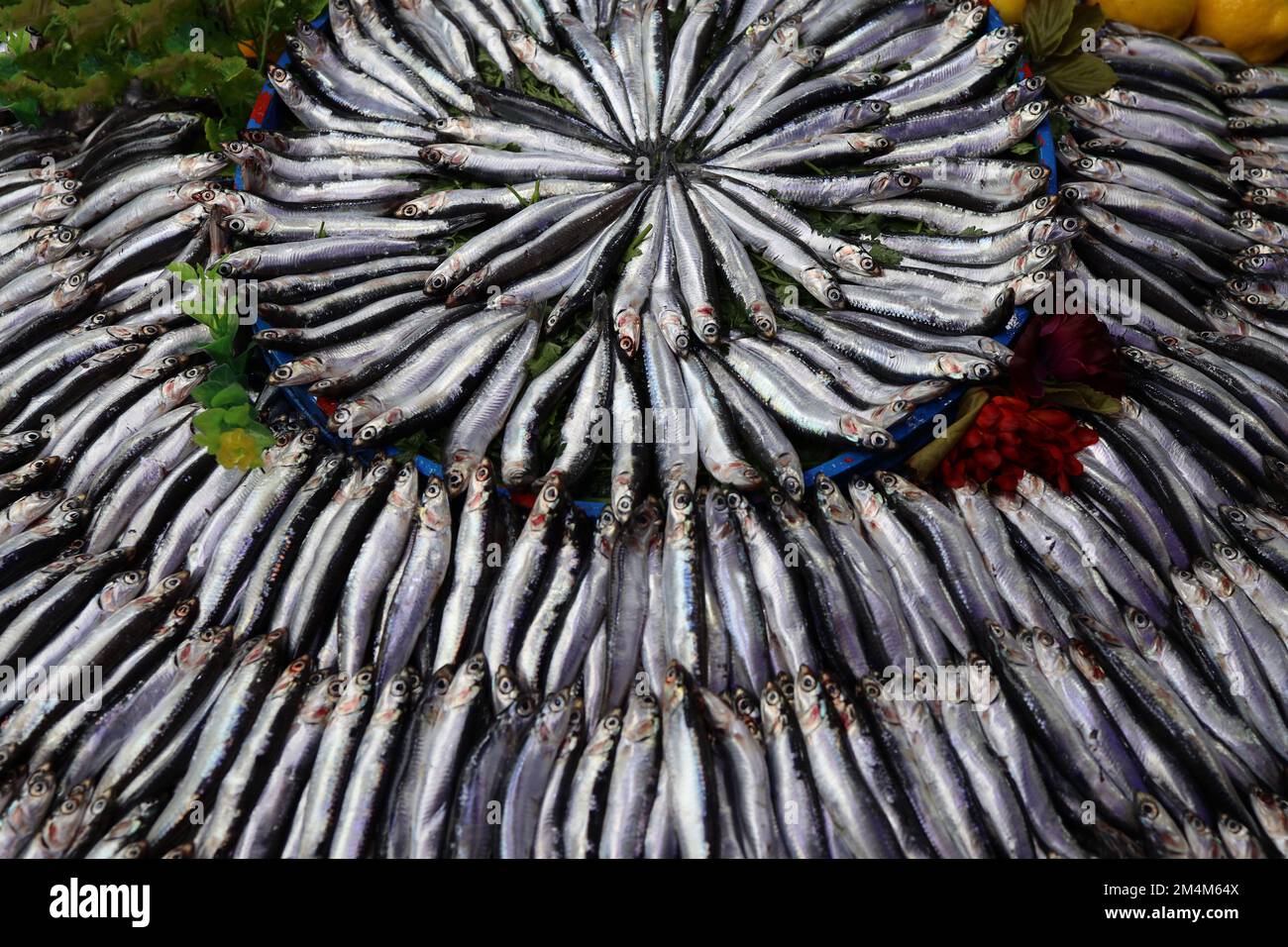anchovy in the fish market Stock Photo - Alamy