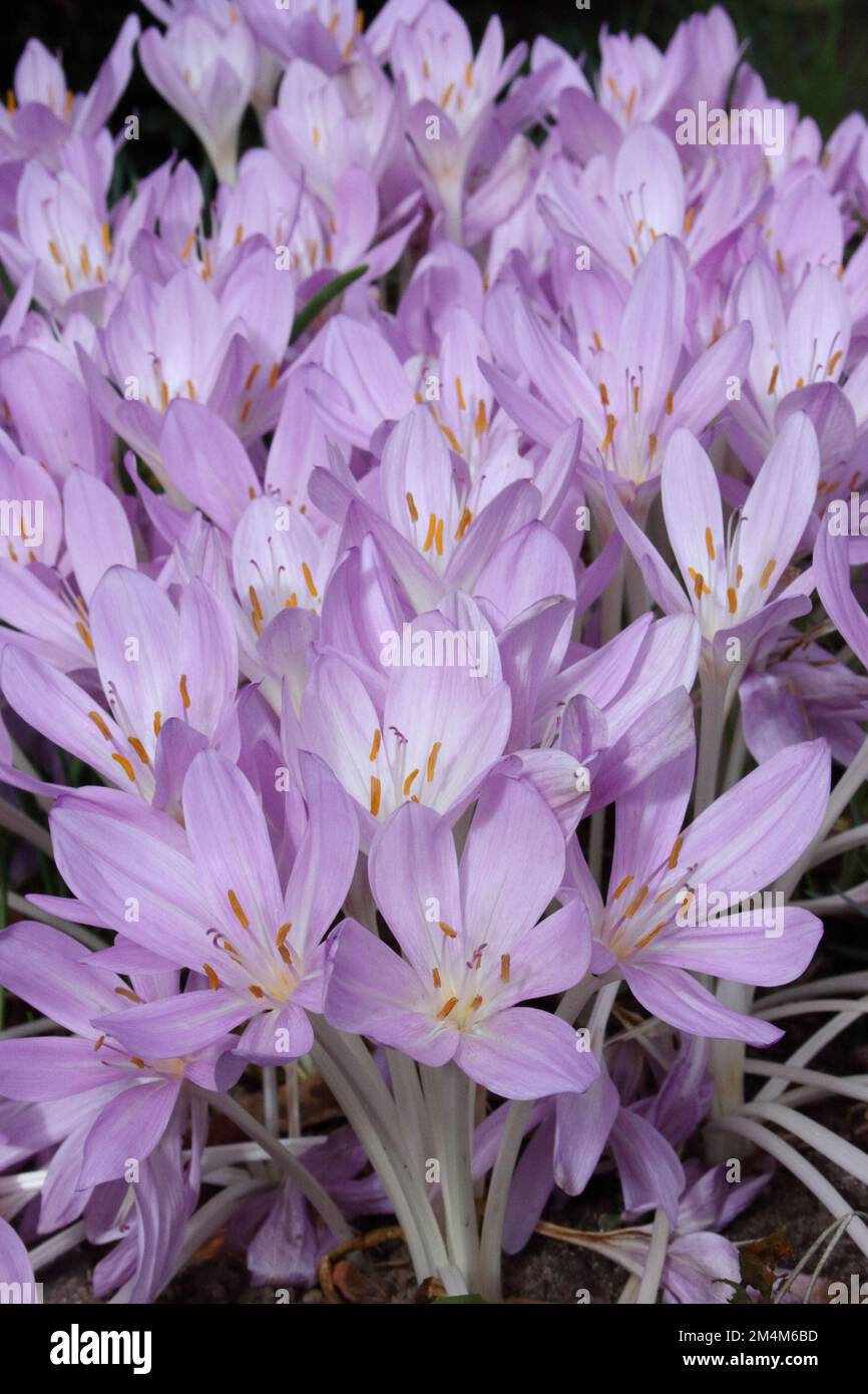 Autumn Crocus (Colchicum autumnale Stock Photo - Alamy