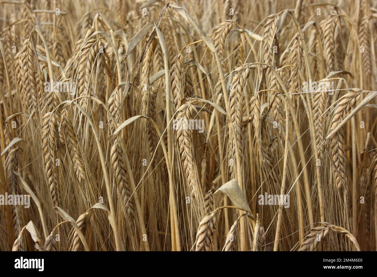 Barley (Hordeum vulgare Stock Photo - Alamy