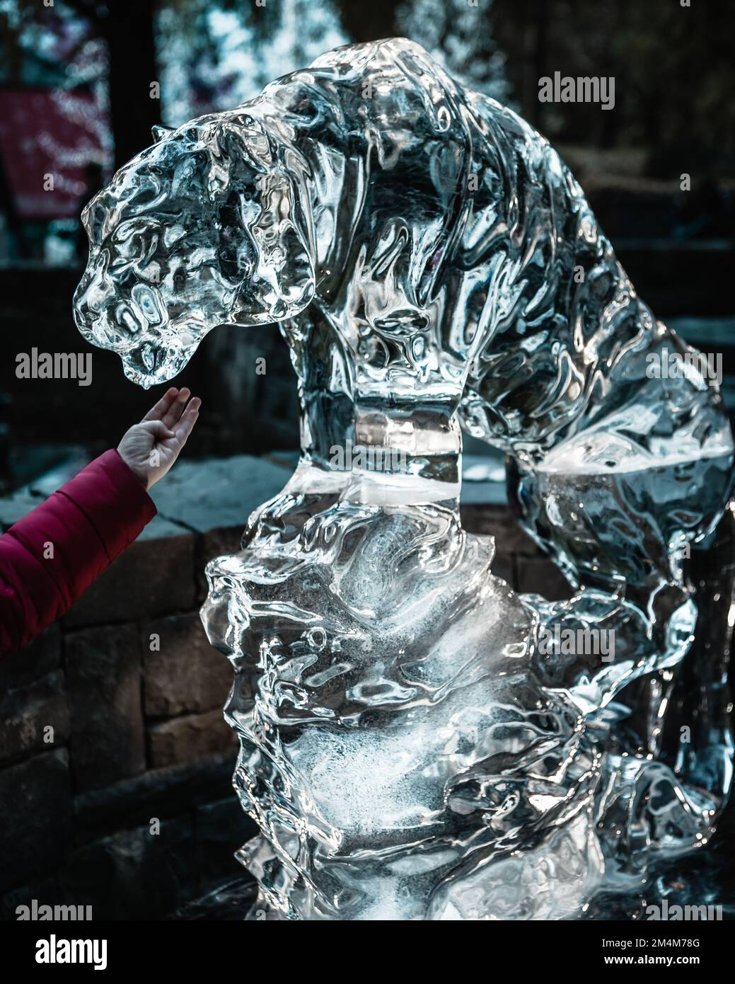 A child's hand reaches out to the frozen tiger sculpture at the Magical ...