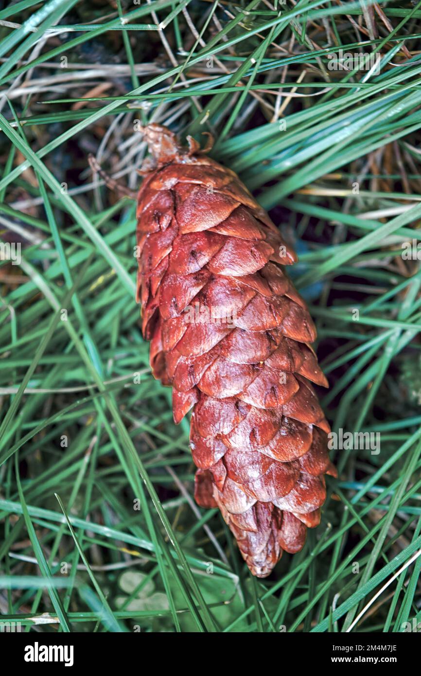 Big pine cone lying on the green grass ground on a summer day Stock ...
