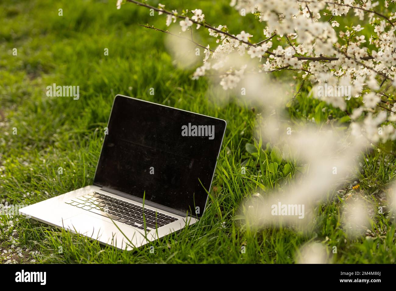 Working at home garden, laptop surrounded with green leafy potted ...