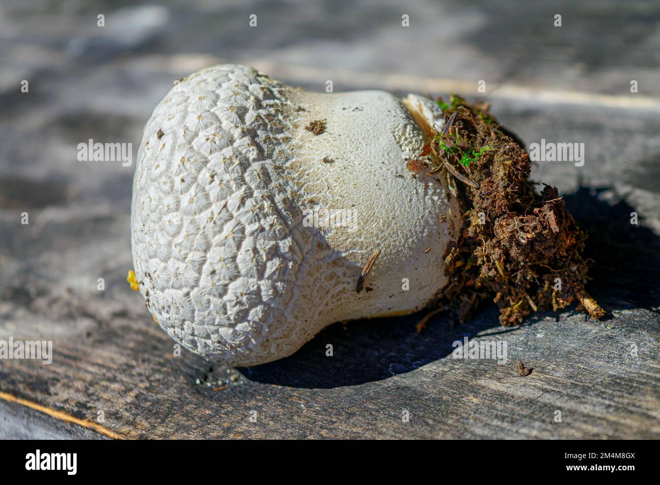 Mushroom puffball lies on the background of an old wooden table close ...