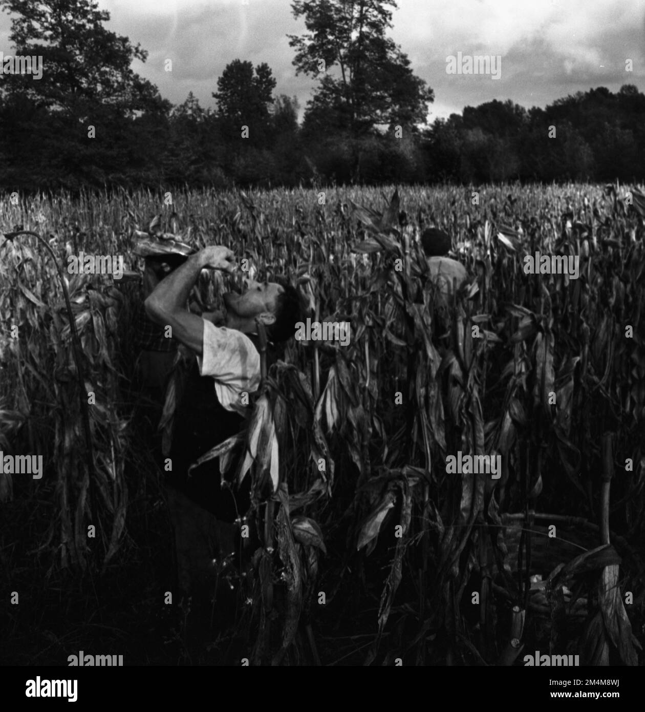 Hybrid Corn - Experimental Farm at Asile St-Leon. Photographs of ...
