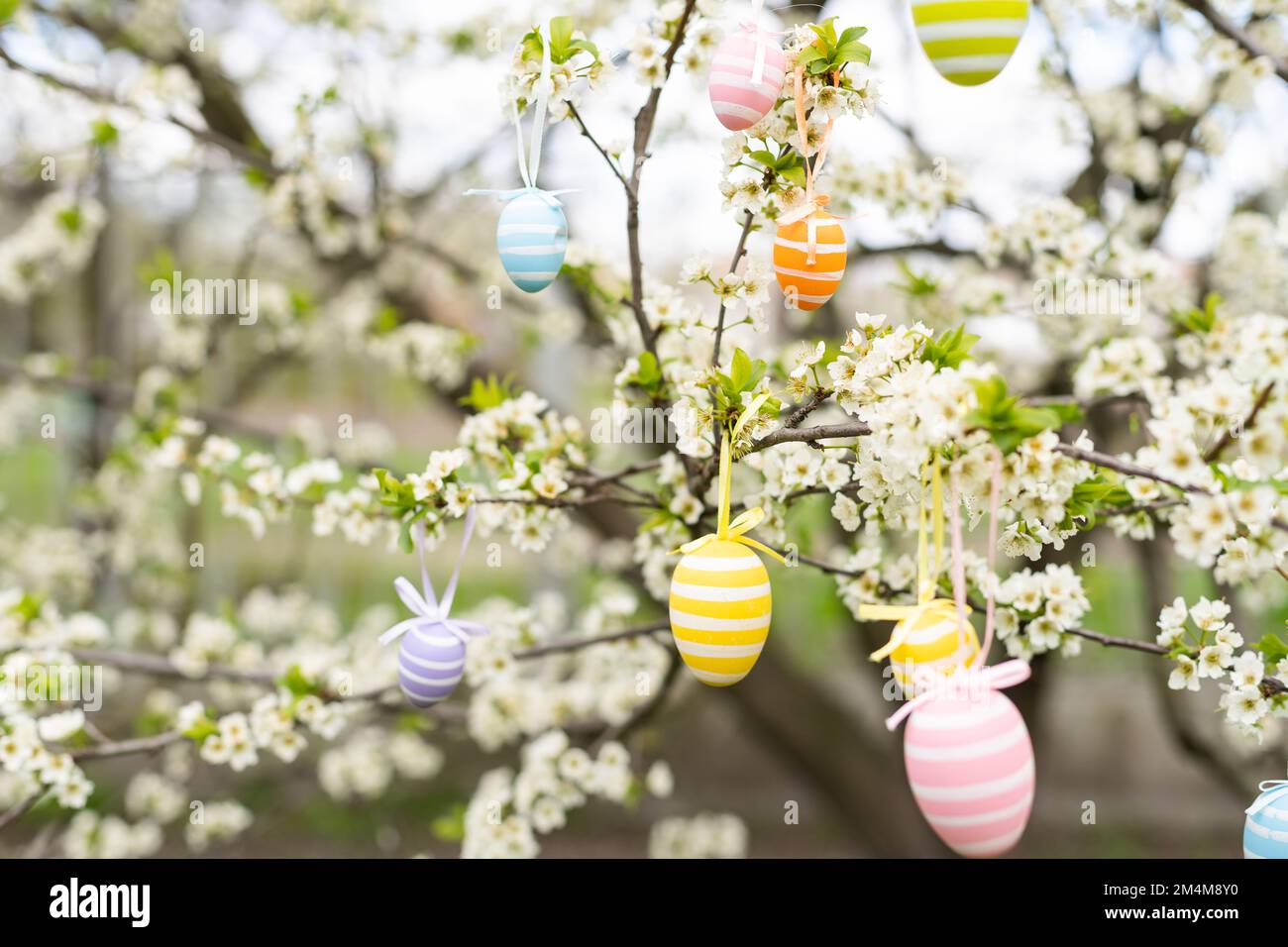Beautiful Easter painted eggs in the branches of a blossoming apple ...