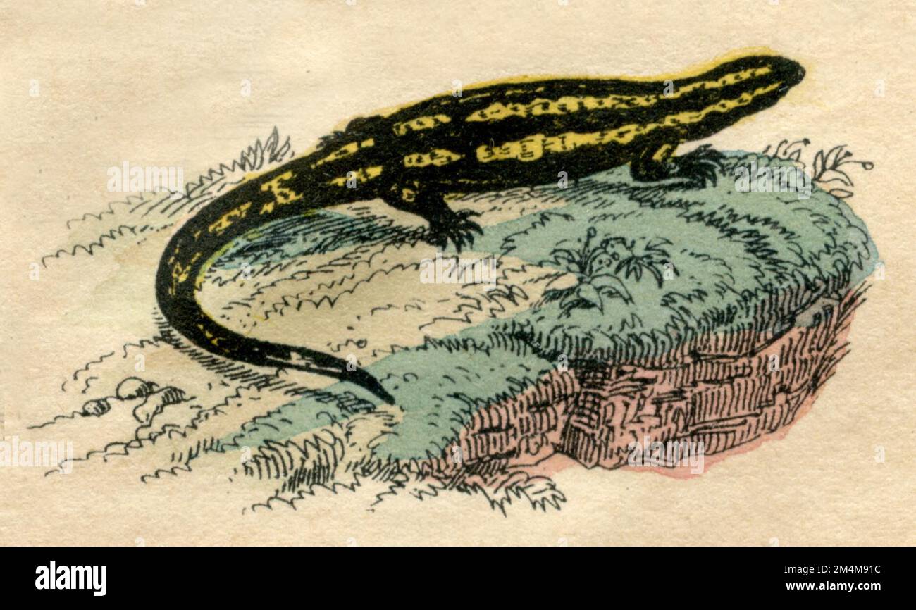fire salamander Salamandra salamandra, (natural history book, 1861 ...