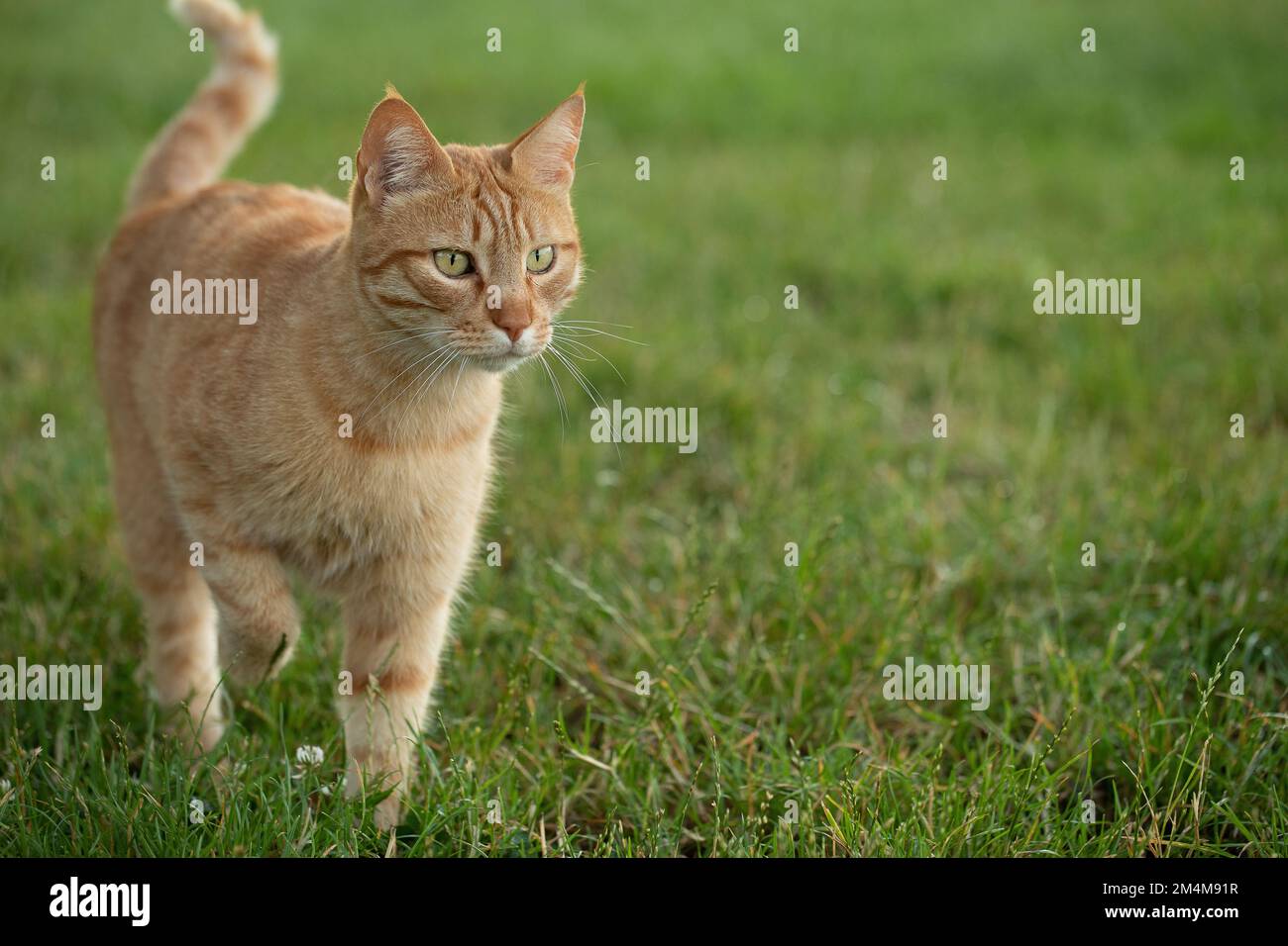 Wild red cat about to hunt prey in a fresh green grass lawn Stock Photo ...