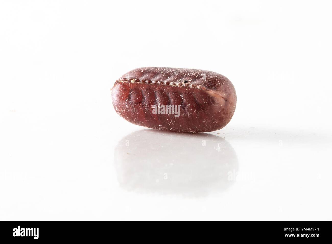 cockroach ootheca, casing containing the laid eggs of cockroach from ...